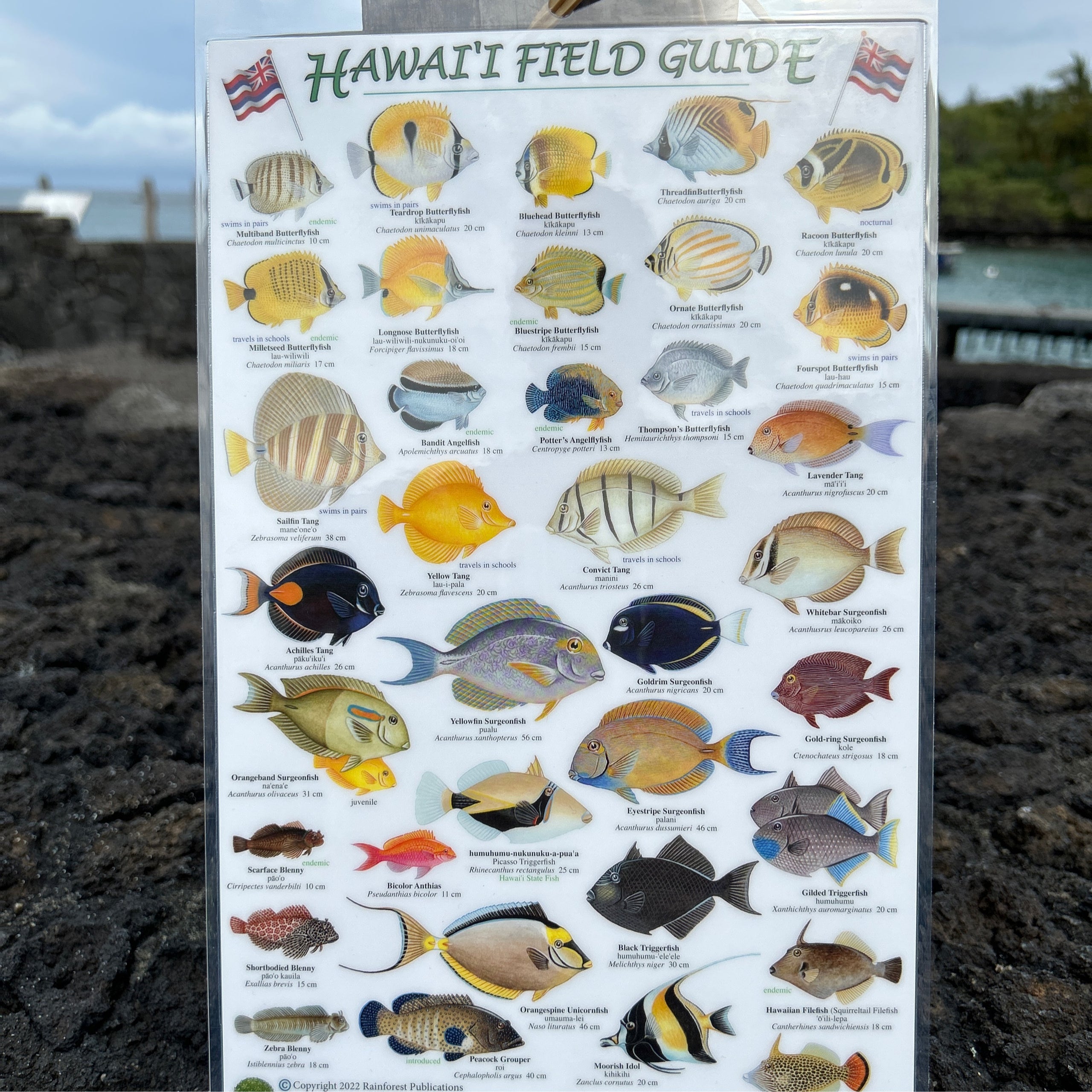 Fish ID Card | Fair Wind Store